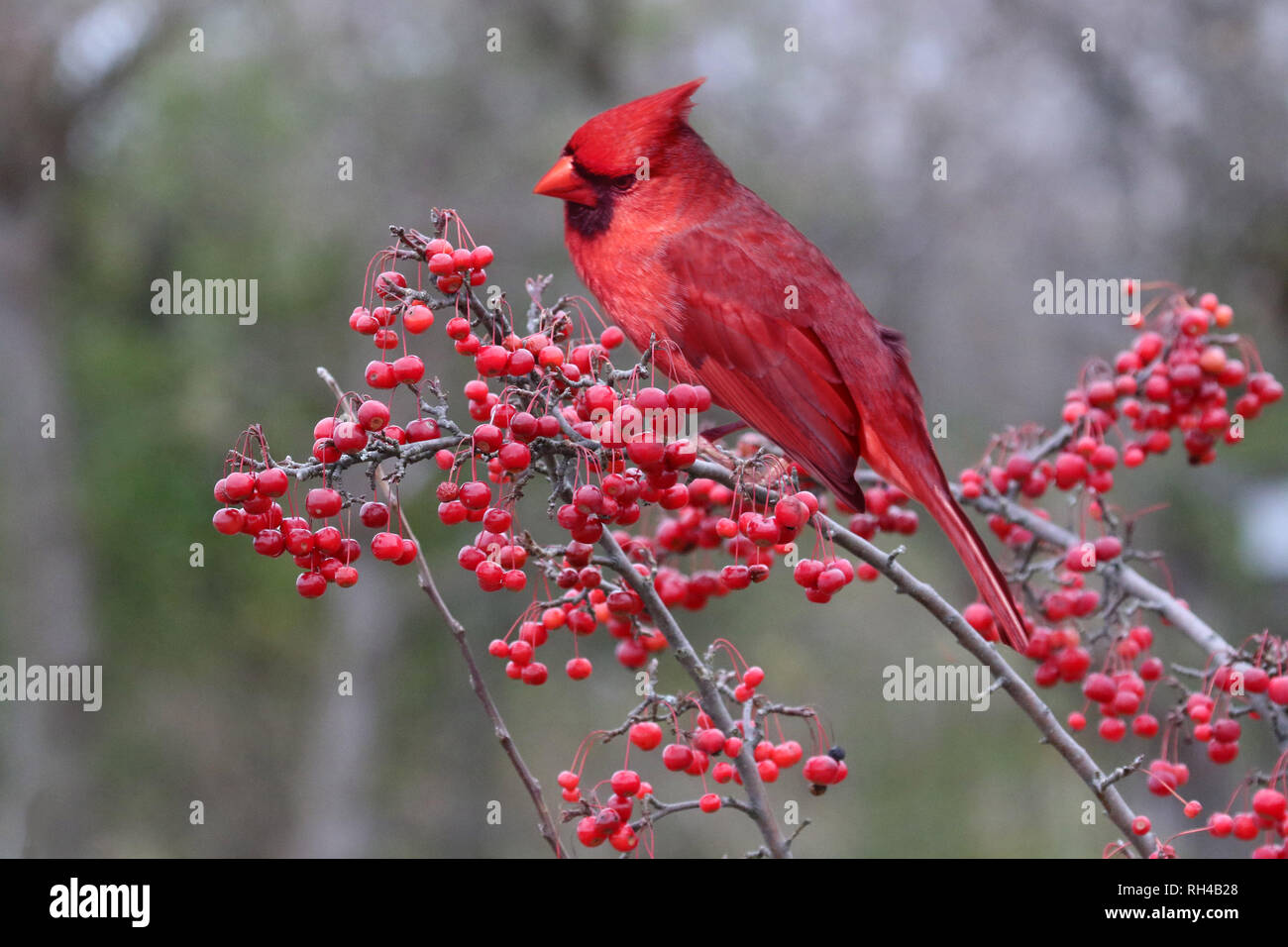 Baies attrayantes pour les oiseaux Banque de photographies et d’images ...