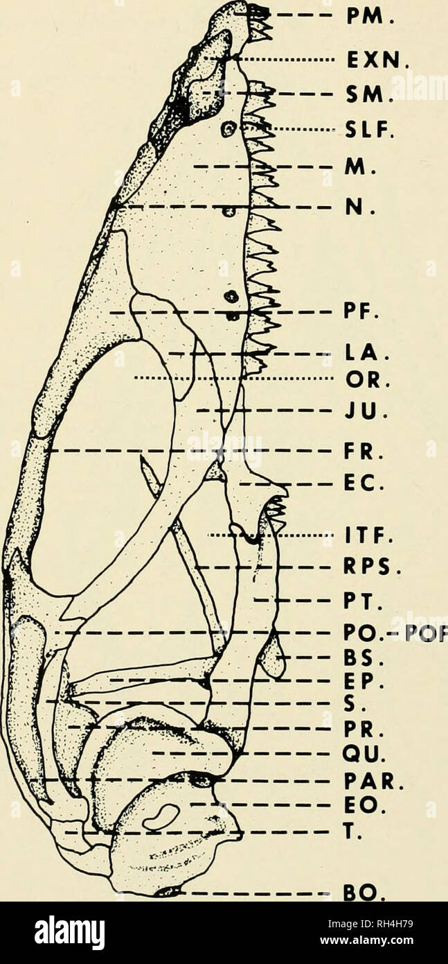 . Bulletin scientifique de l'Université Brigham Young. Biologie ...