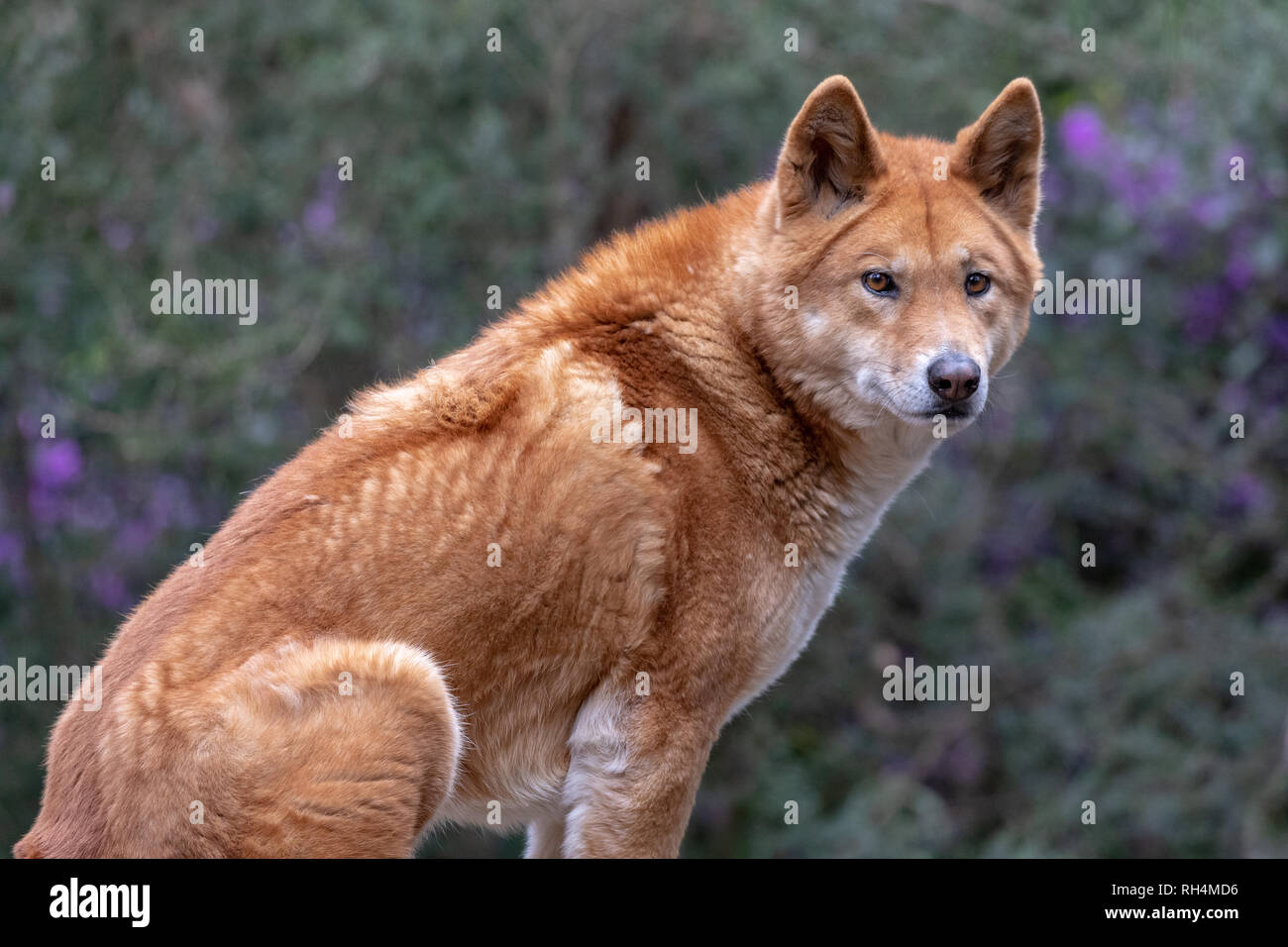 Canis lupus dingo chien sauvage australie Banque de photographies et d ...