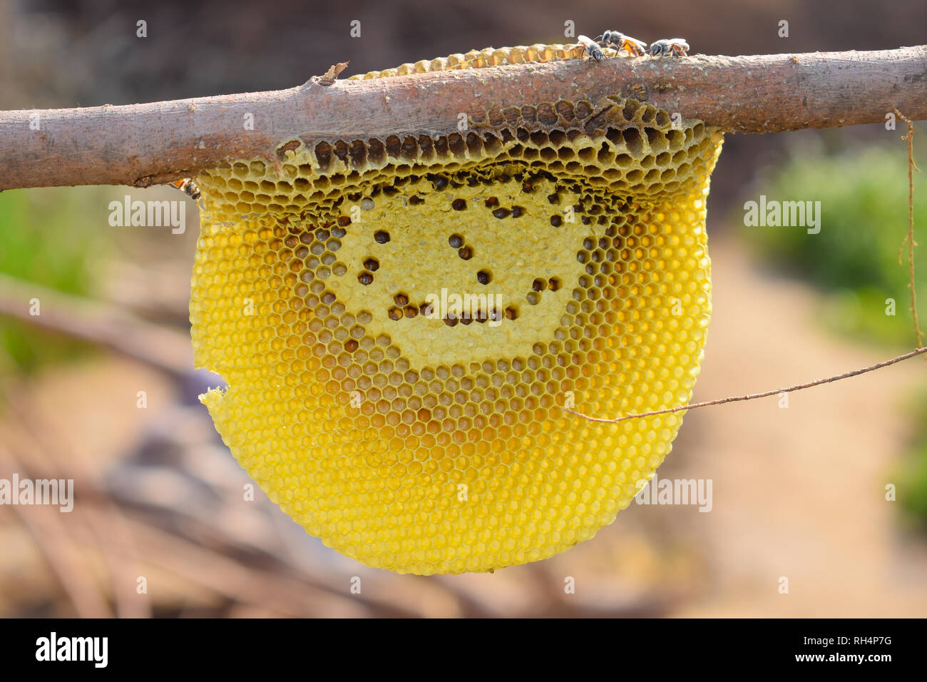 Ruche d'abeilles Banque de photographies et d’images à haute résolution ...