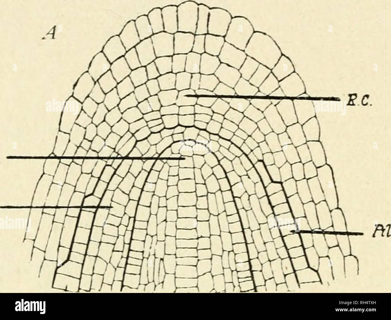 . Botanique de la plante vivante. La botanique. 78 BOTANIQUE DE LA ...