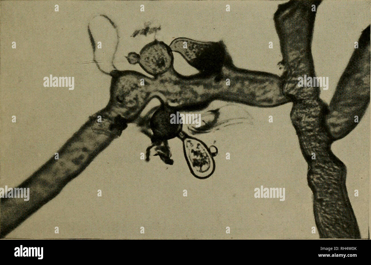 Microphotographie du conidiophore Banque de photographies et d’images à ...