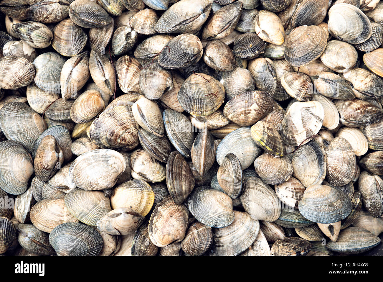 Mollusques marins bivalves Banque de photographies et d’images à haute ...