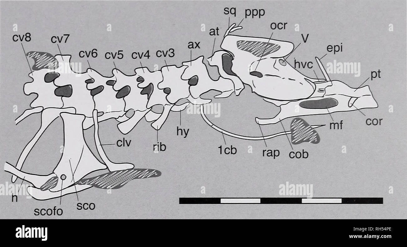 Sphaerodactylus sp Banque de photographies et d’images à haute ...