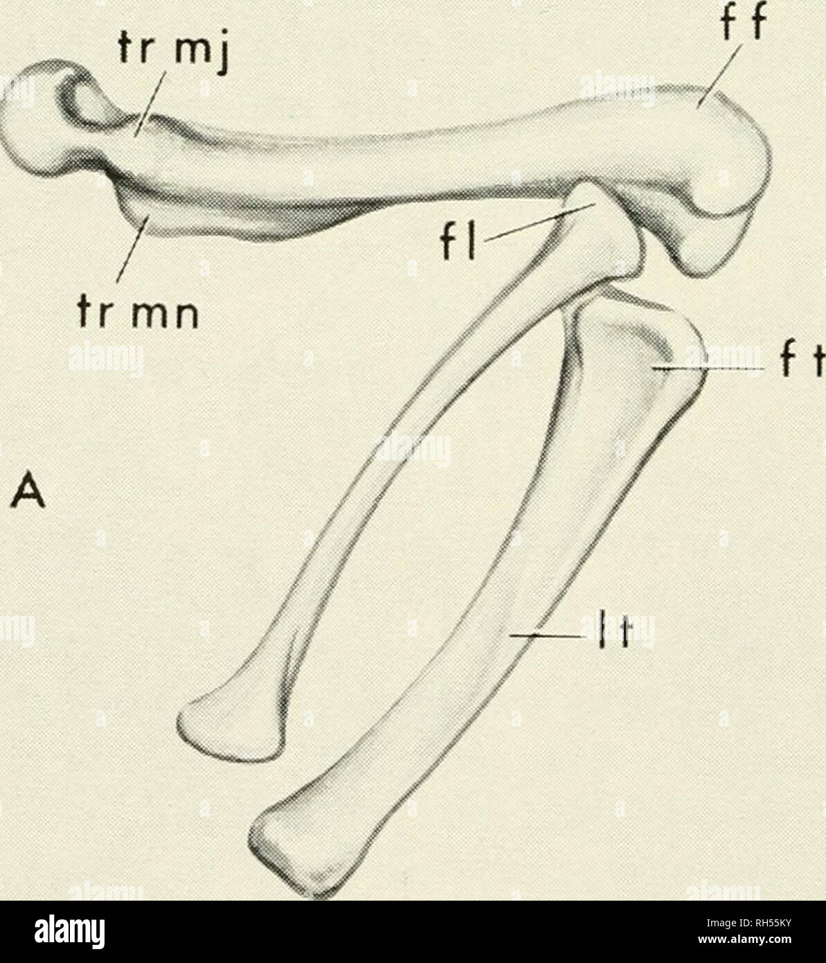 . Breviora. 20 n° 352 BREVIORA fossa (i f. Fig. 7) et disparaît ...