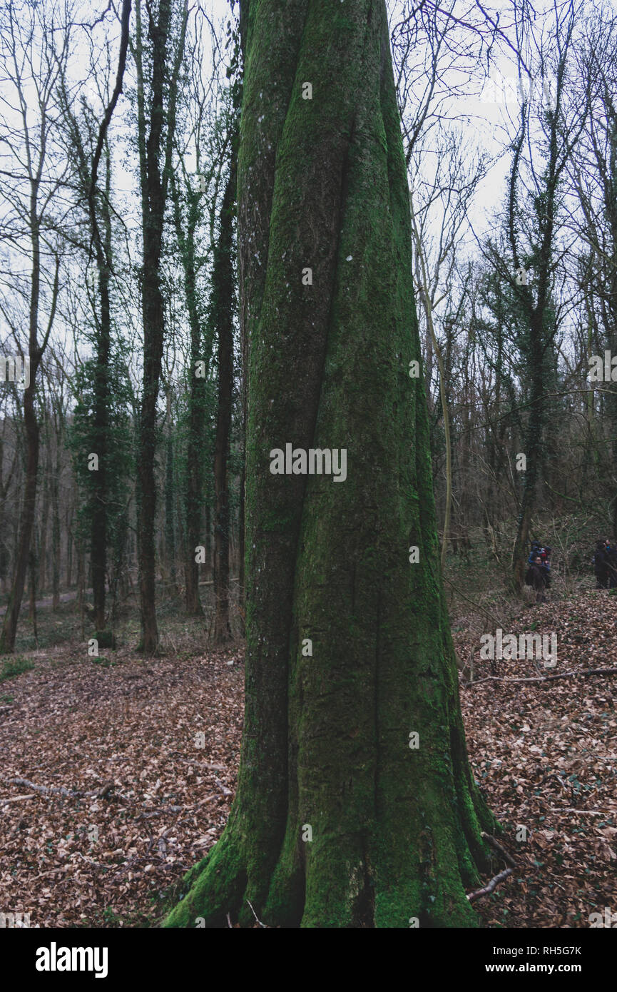 Arbre tortueux Banque de photographies et d’images à haute résolution ...