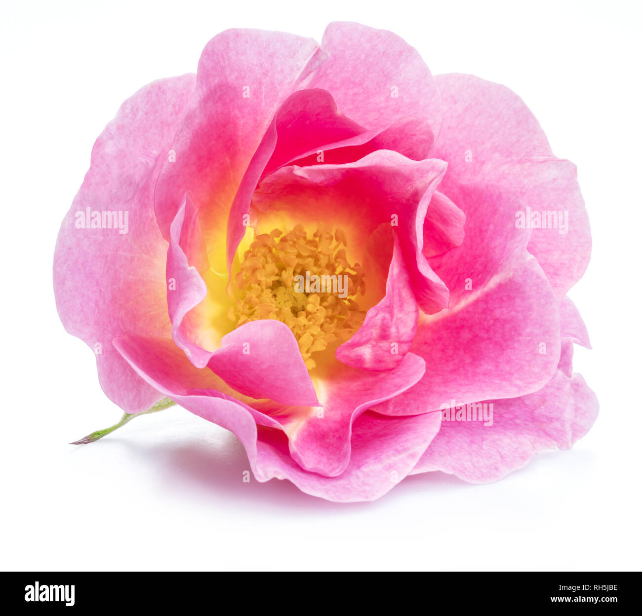 Eglantine flower Banque de photographies et d’images à haute résolution ...