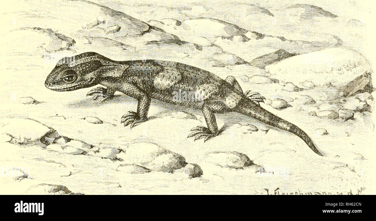 . Brehms Tierleben. Allgemeine kunde des Tierreichs. Zoologie ; le ...