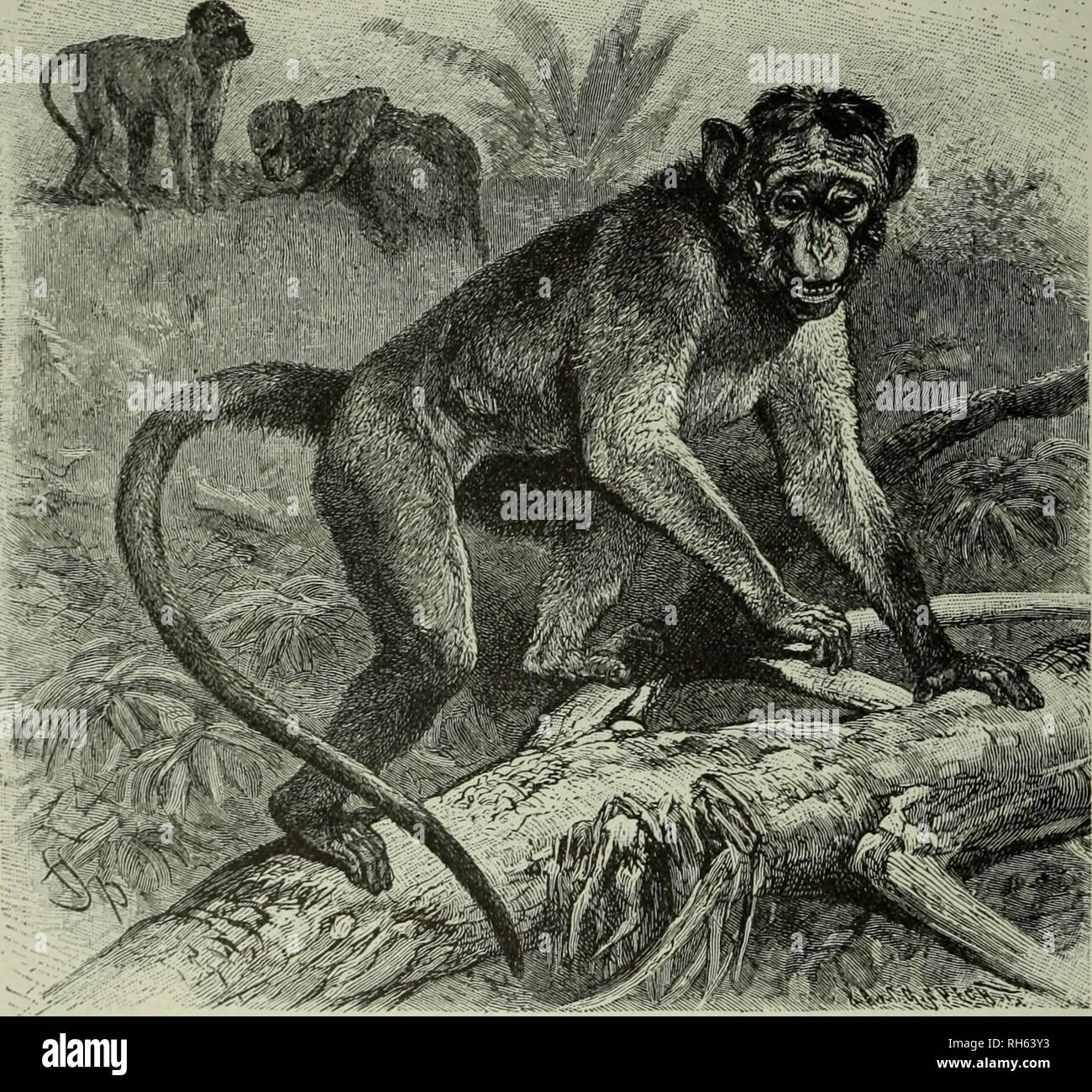 . Brehm's de la vie des animaux : une histoire naturelle pour l ...