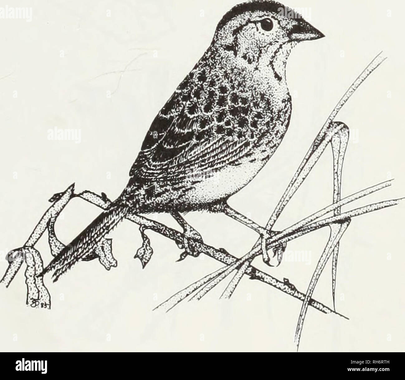 . Oiseaux nicheurs de l'Ontario : nidiology et la distribution. Les ...