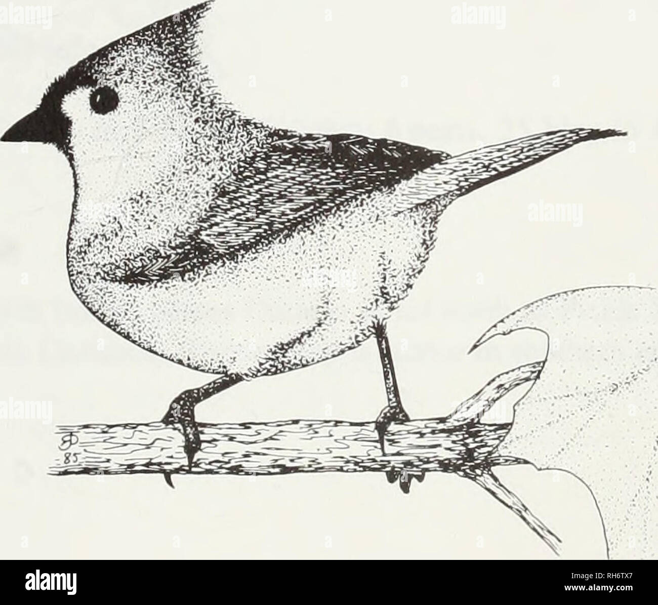 4 Nids D'oiseaux Dans Les Arbres Banque d'image et photos - Alamy