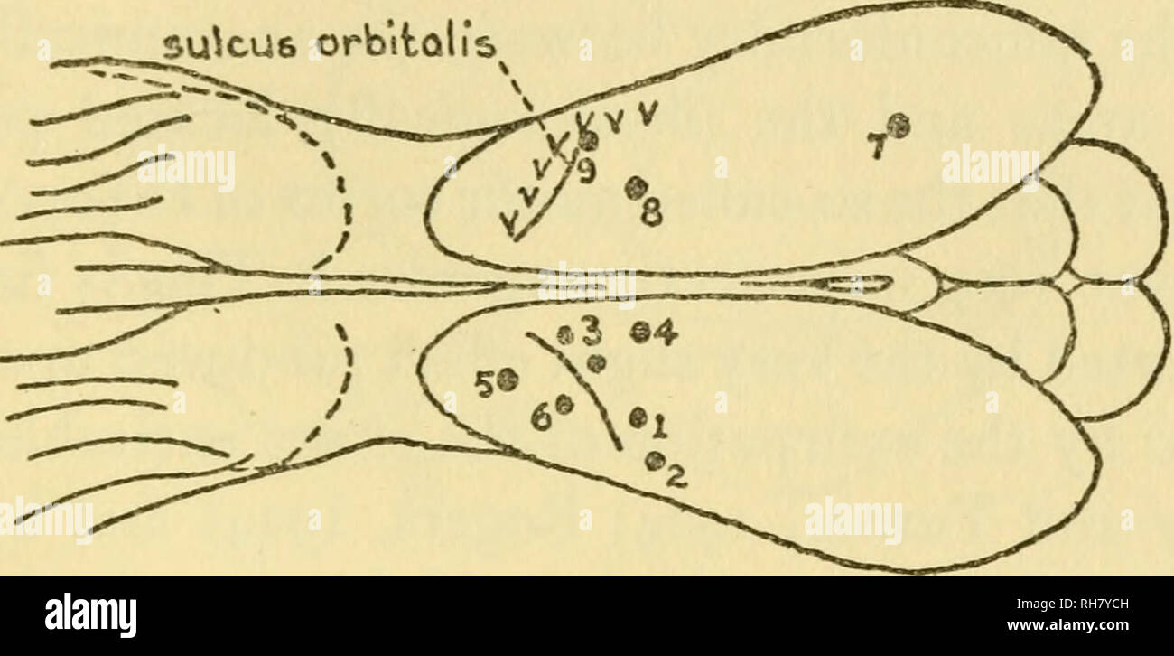 . Cerveau des rats et des hommes ; une étude de l'origine et l ...