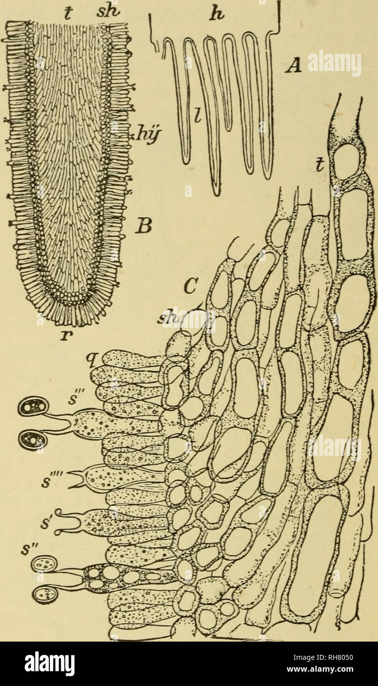 Hymenium bearing structure Banque de photographies et d’images à haute ...