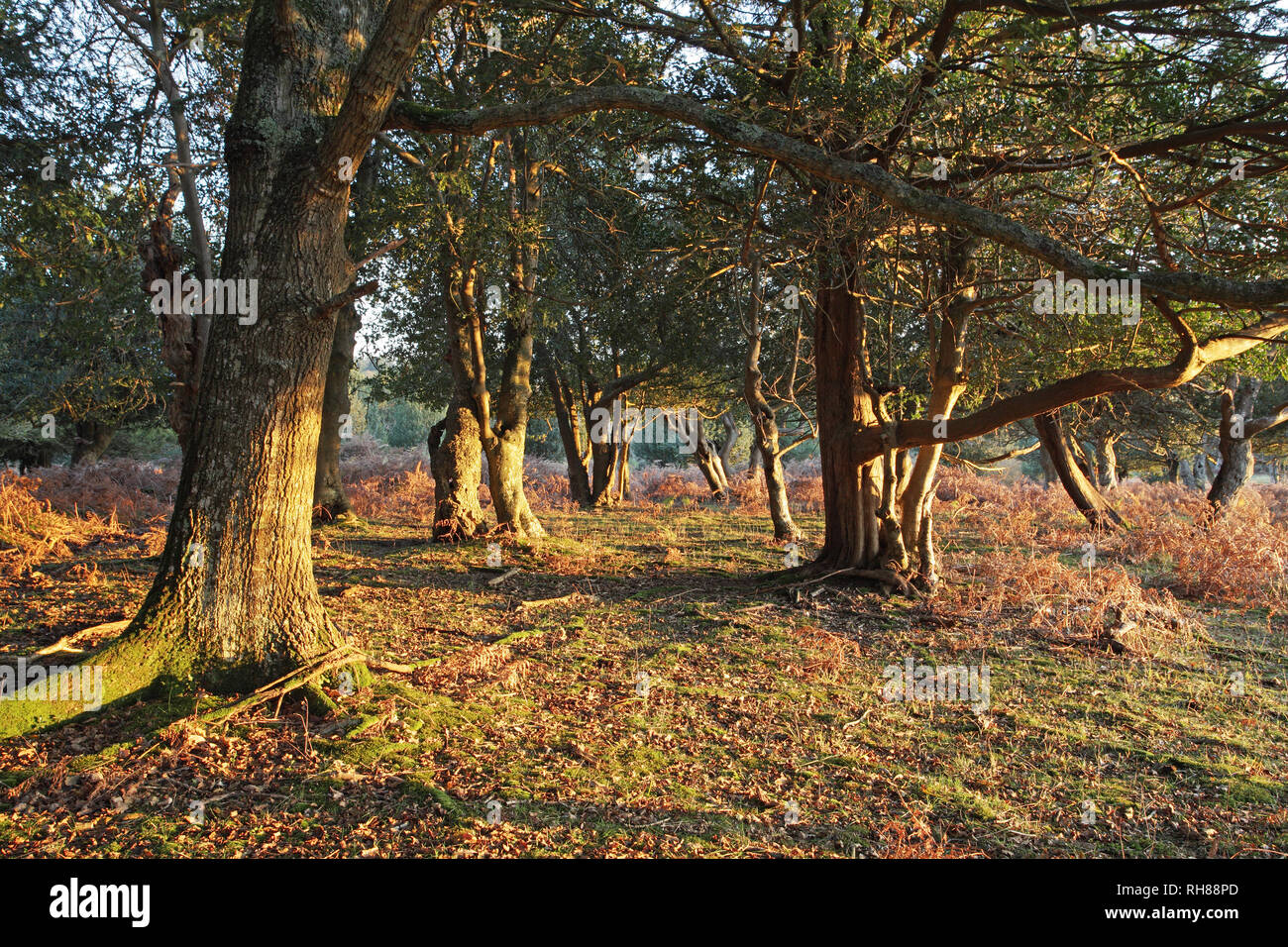 Quercus ilex forêt Banque de photographies et d’images à haute ...