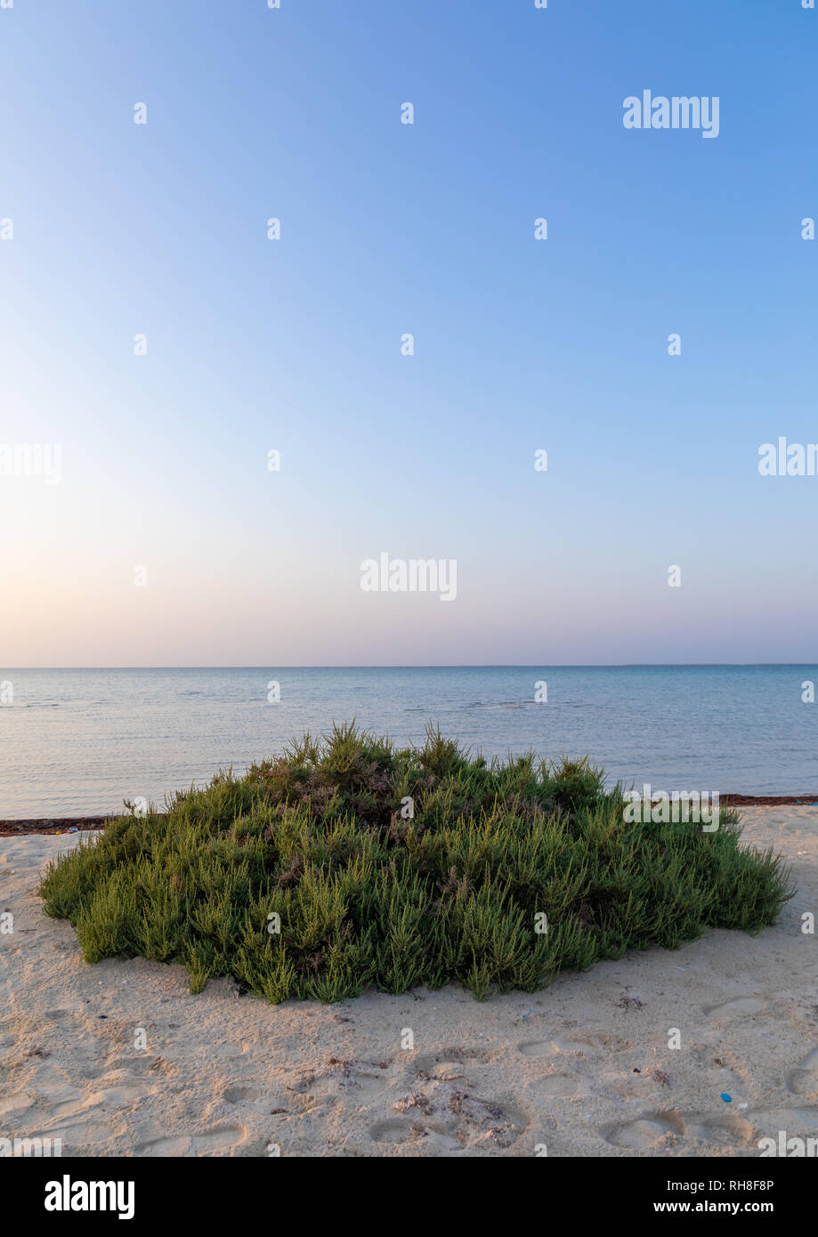 Plage en arabie saoudite Banque de photographies et d’images à haute ...