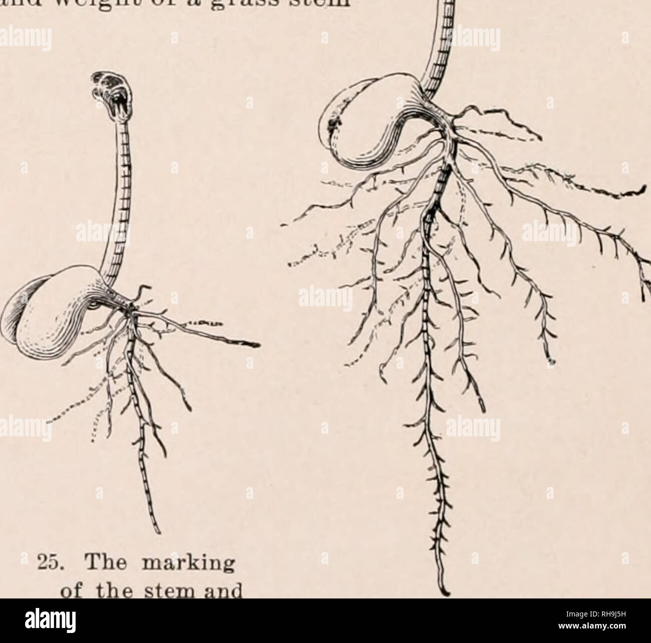 . Botanique ; un texte pour les écoles élémentaires. Les plantes. Des ...