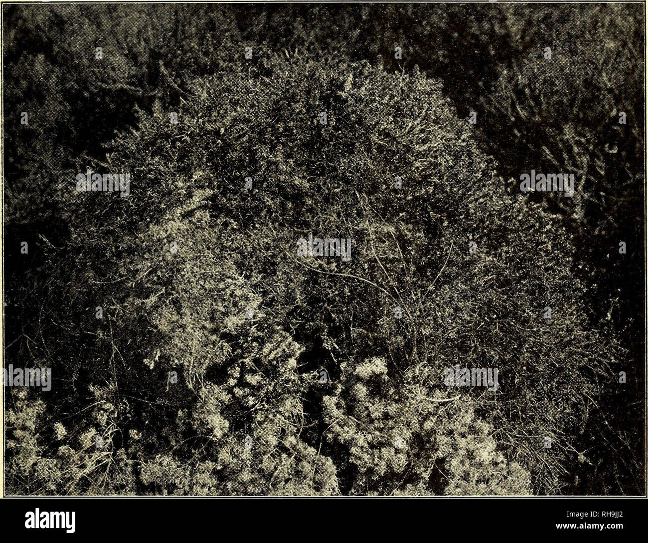 Carex goodenoughii Banque de photographies et d’images à haute ...