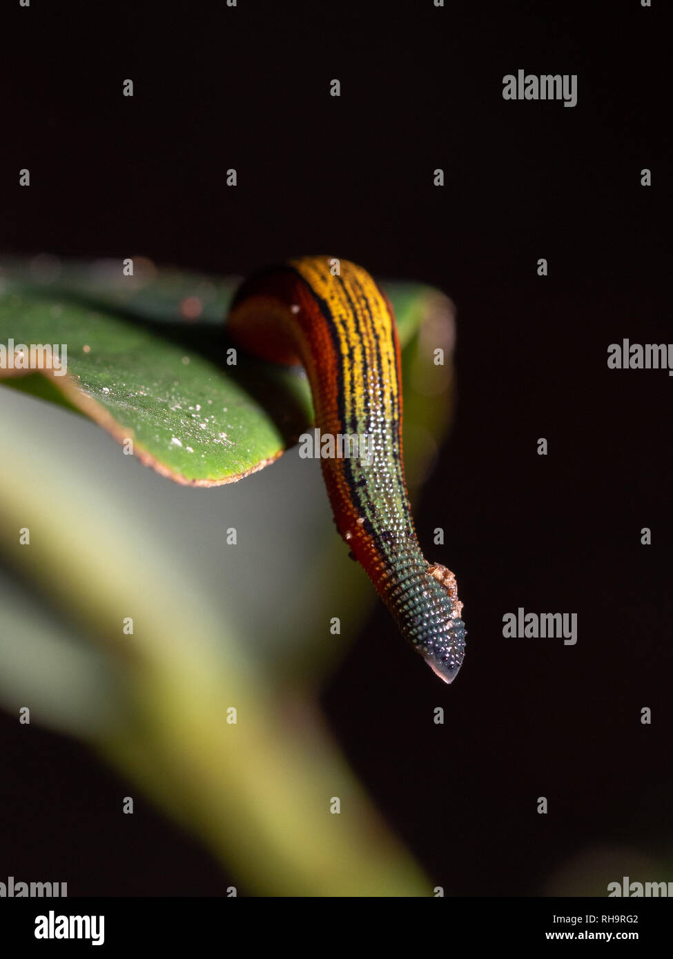 Tiger Leech (Haemadipsa picta) qui rôdent sur une feuille dans la ...
