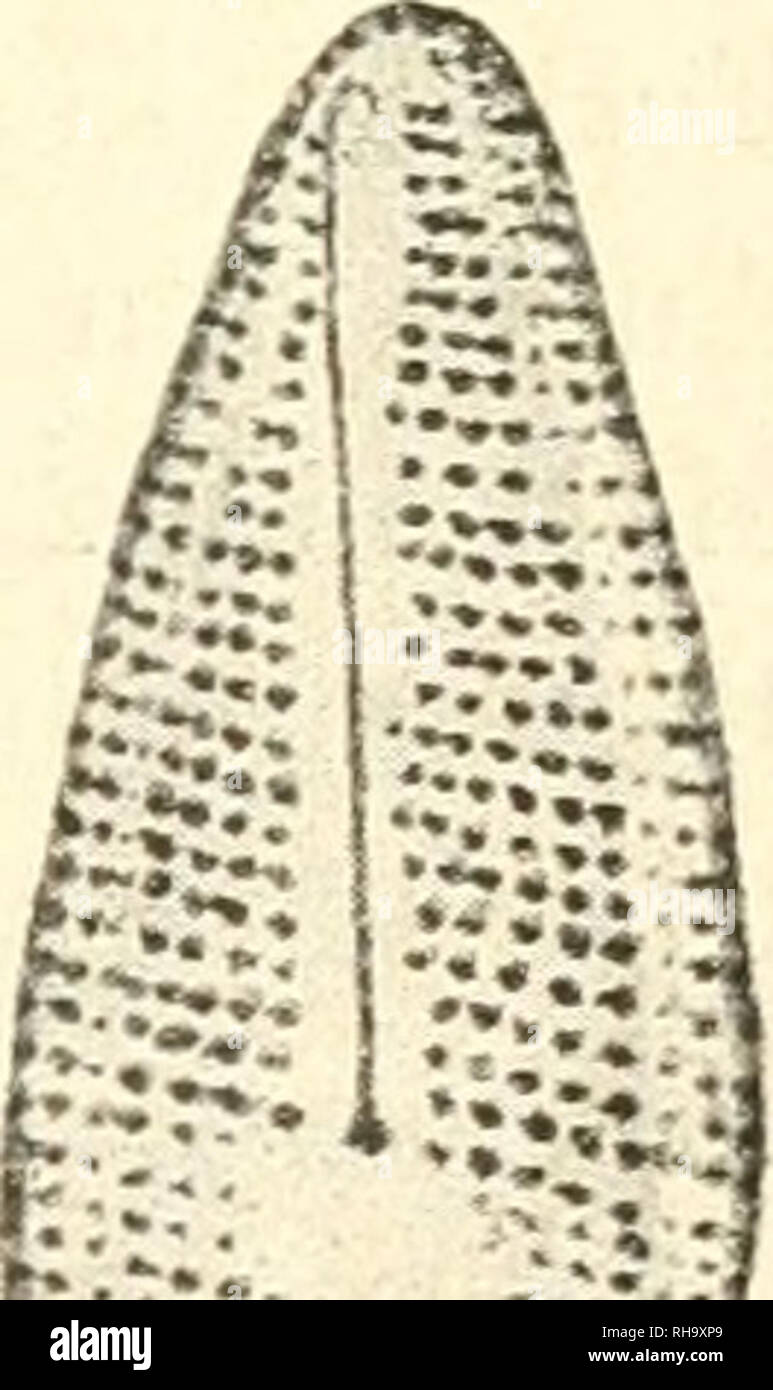 Neidium sp Banque de photographies et d’images à haute résolution - Alamy