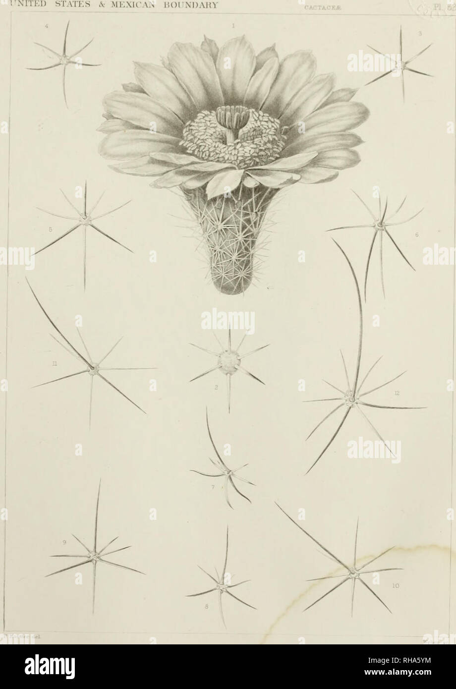 . Le jardin botanique de la fin des travaux de George Engelmann ...