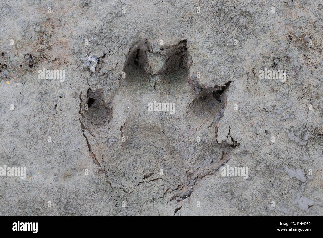 Le chien viverrin / chien viverrin (Nyctereutes procyonoides) gros plan ...