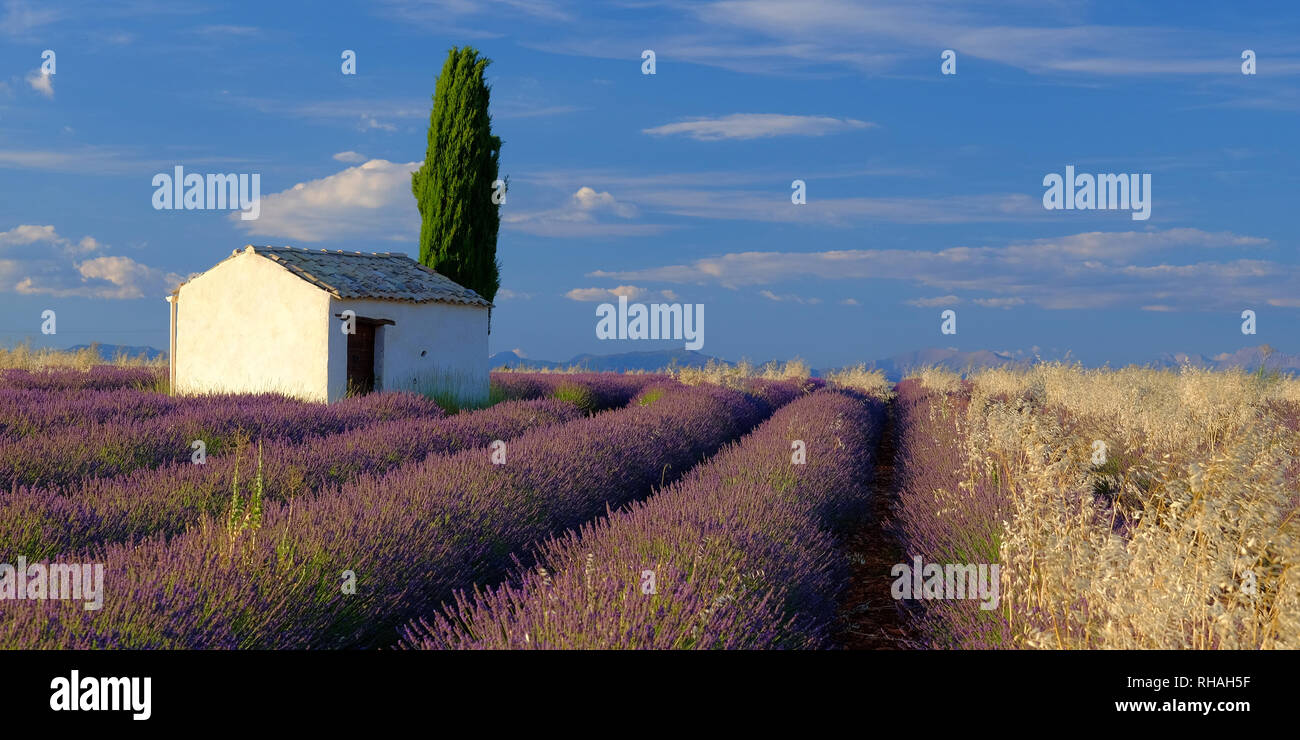 Provence cypress tree Banque de photographies et d’images à haute ...