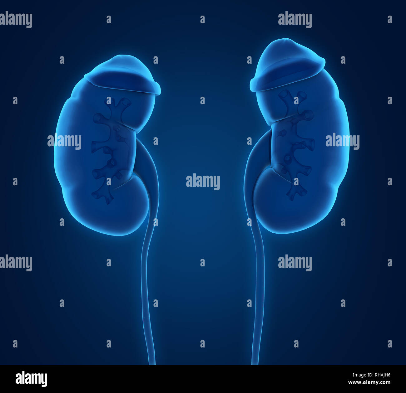 Anatomie Humaine Rein Banque d'image et photos - Alamy