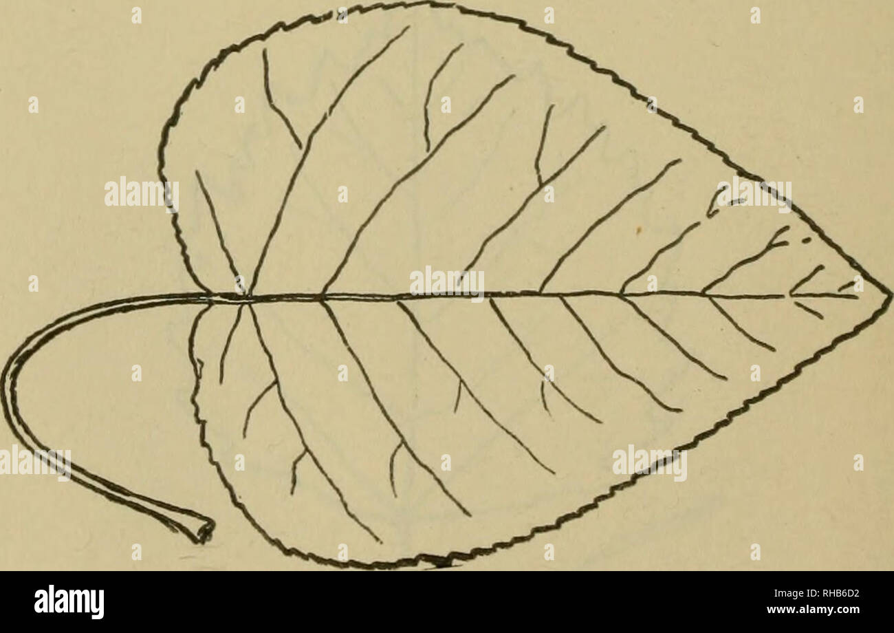 Populus heterophylla Banque de photographies et d’images à haute ...