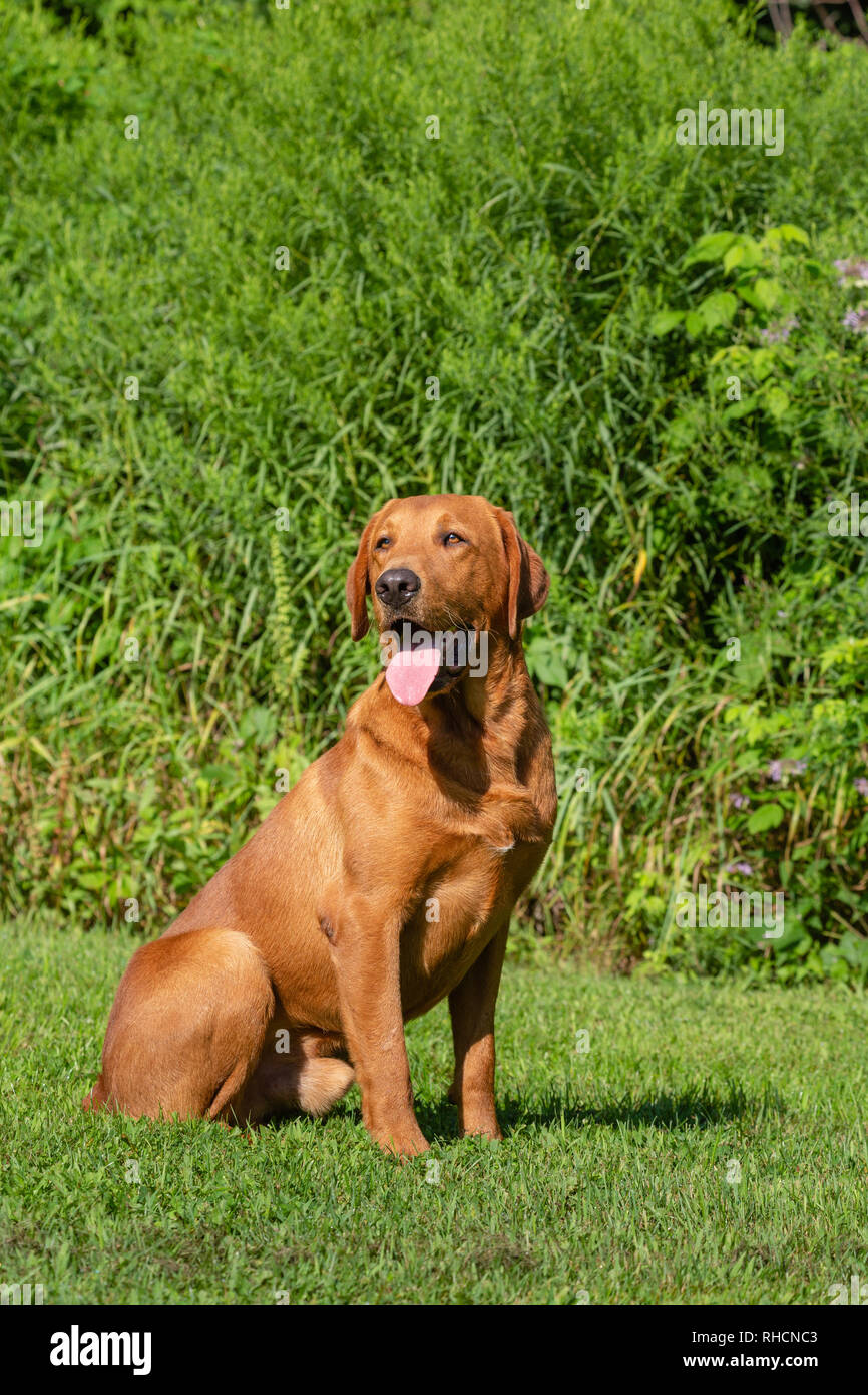 Renard roux labrador retriever Banque de photographies et d’images à ...