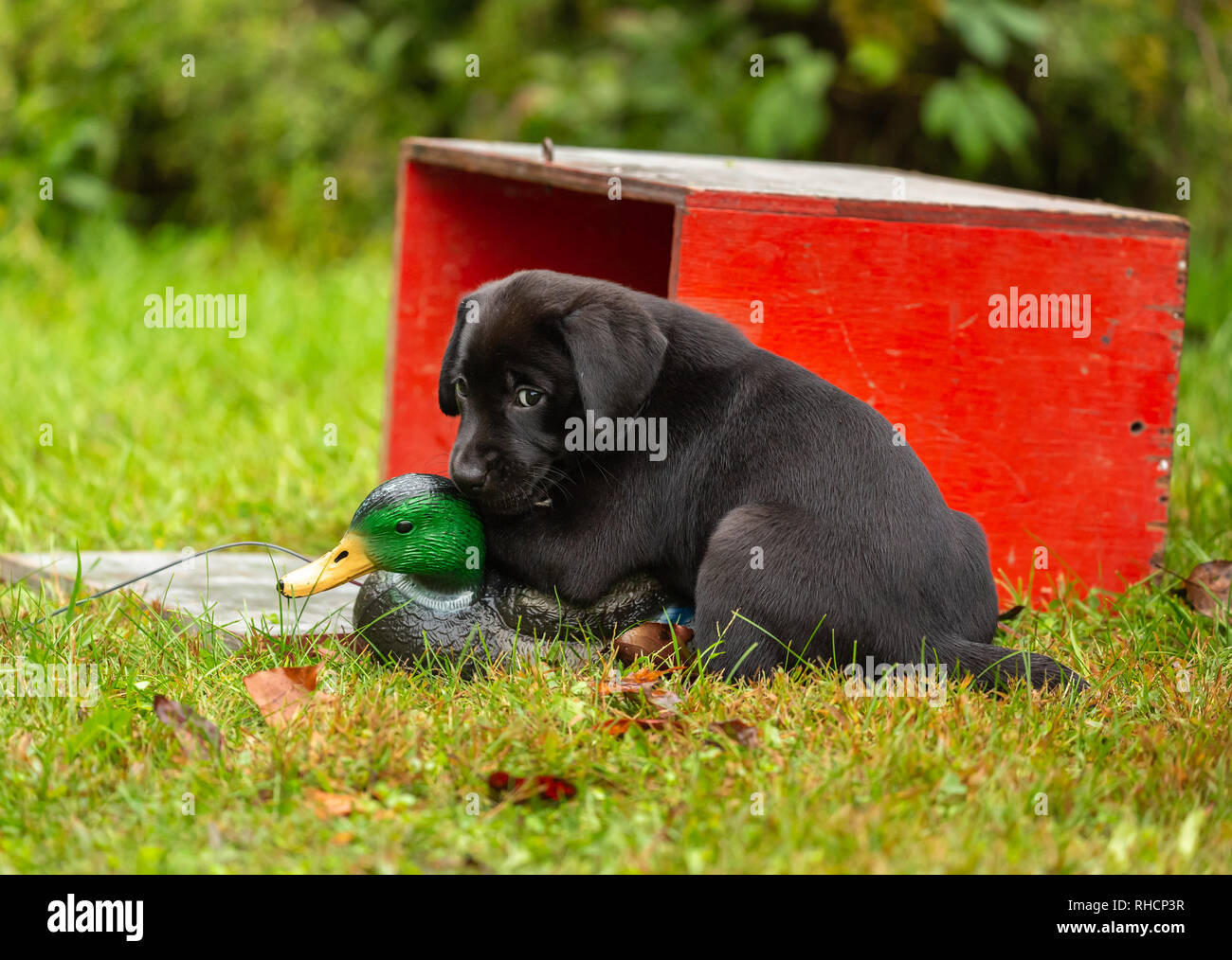 Labrador noir avec colvert Banque de photographies et d’images à haute ...