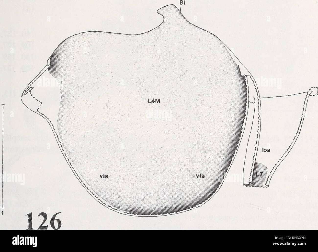 Polyphaga aegyptiaca Banque de photographies et d’images à haute ...