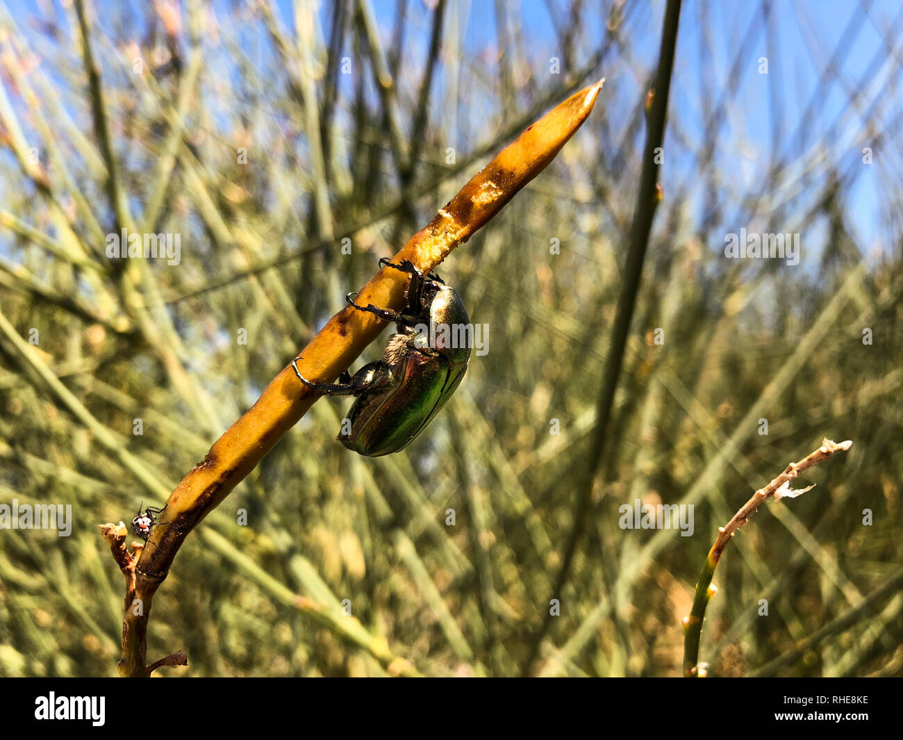 Bousier du bois Banque de photographies et d’images à haute résolution ...