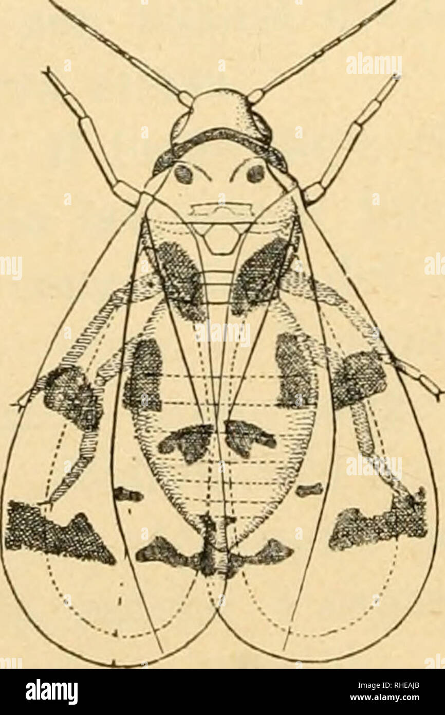 Sub adulto Banque de photographies et d’images à haute résolution - Alamy