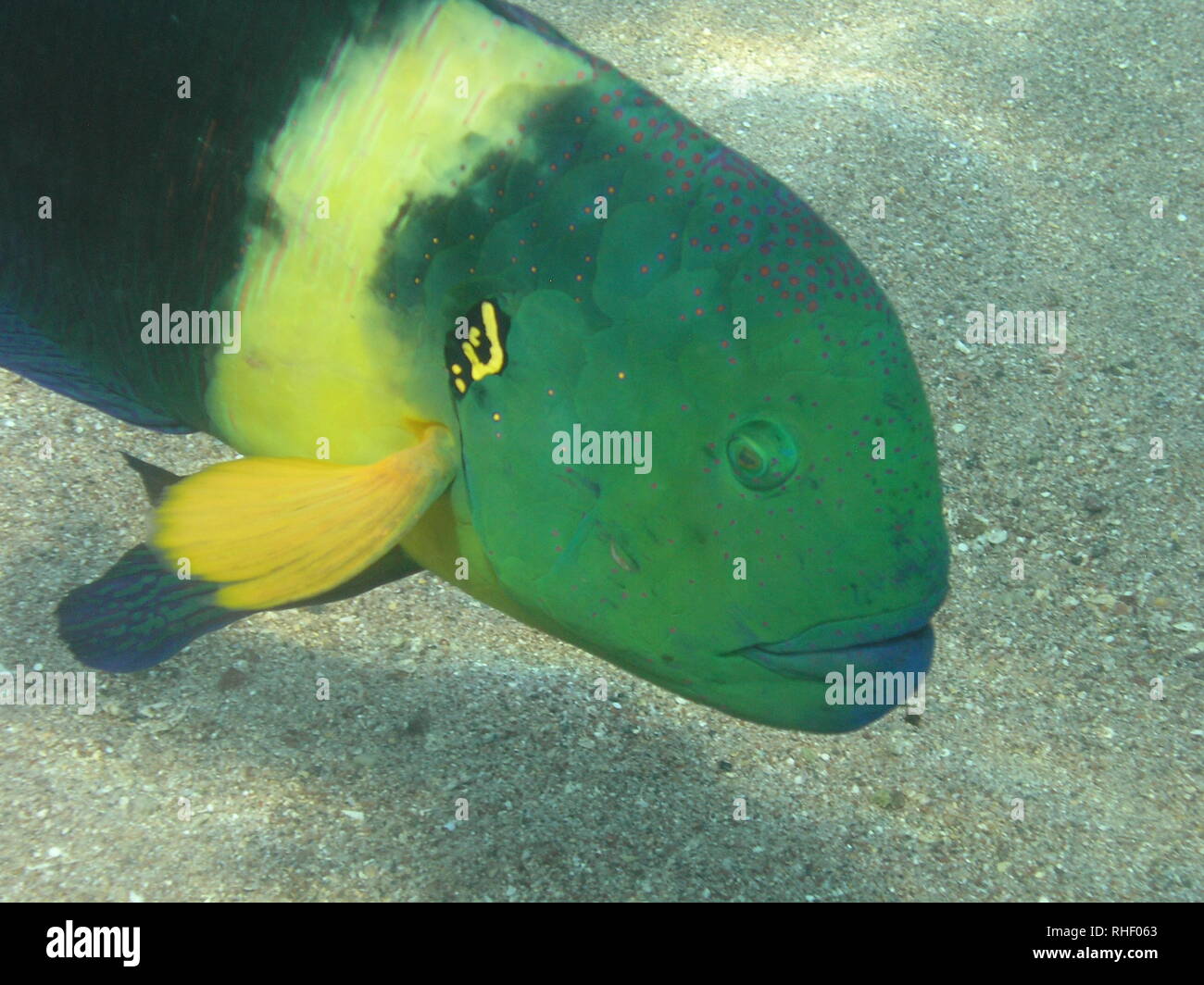 Broomtail wrasse Banque de photographies et d’images à haute résolution ...