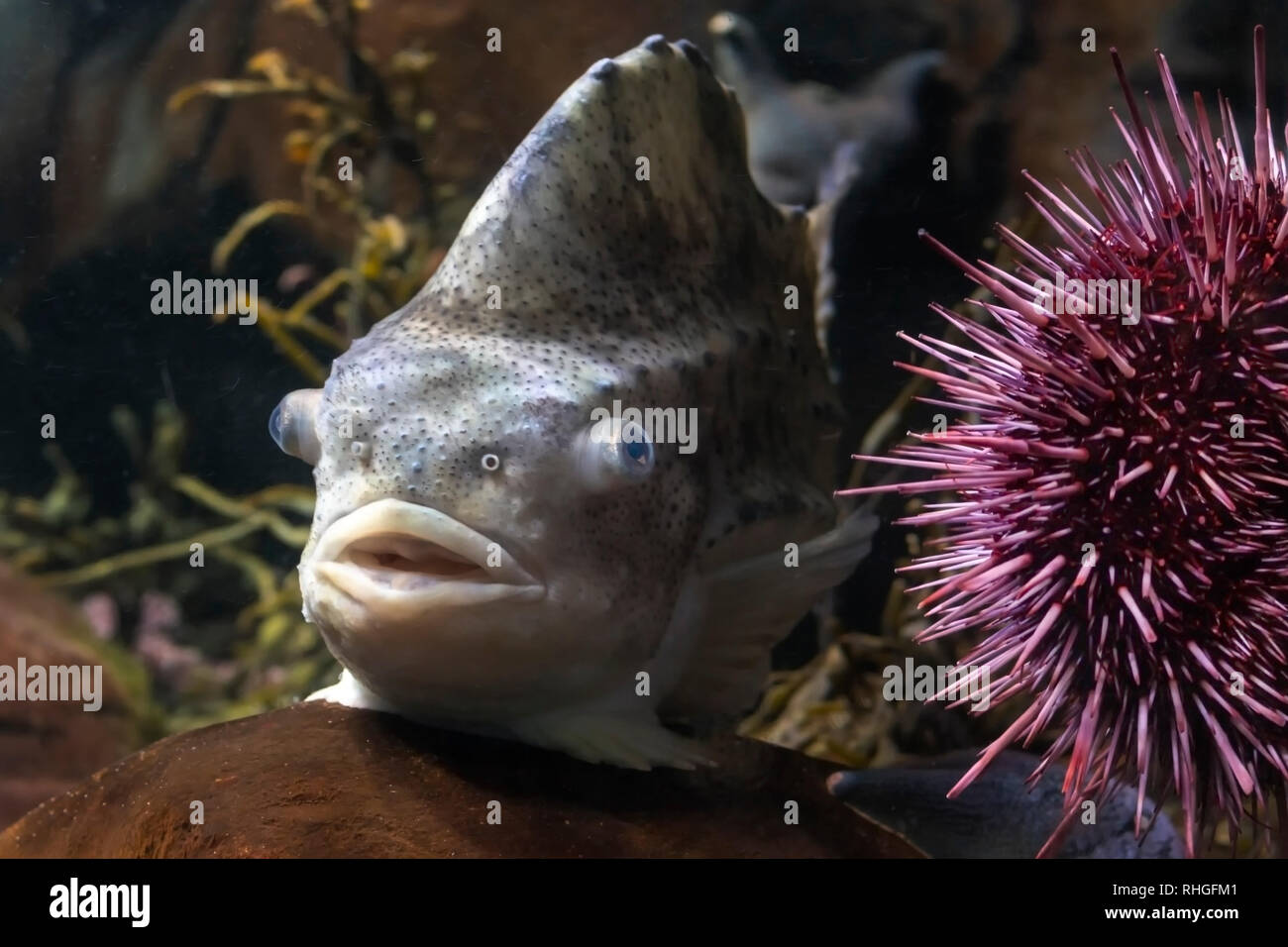 Image de poisson dans ledos Banque de photographies et d’images à haute ...