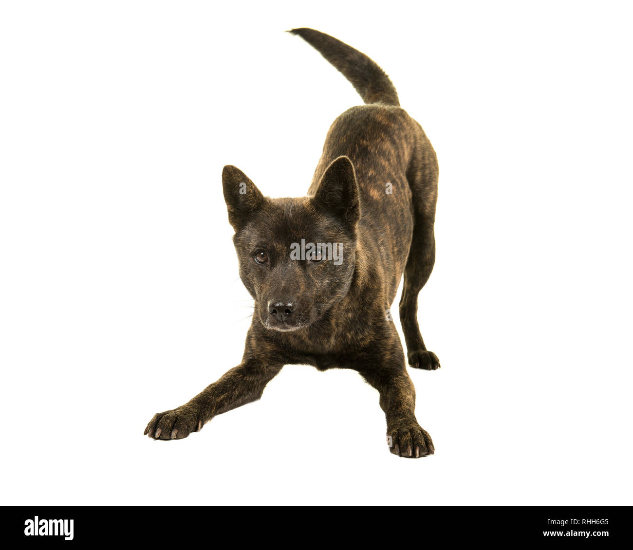 Kai ken dog Banque de photographies et d’images à haute résolution - Alamy