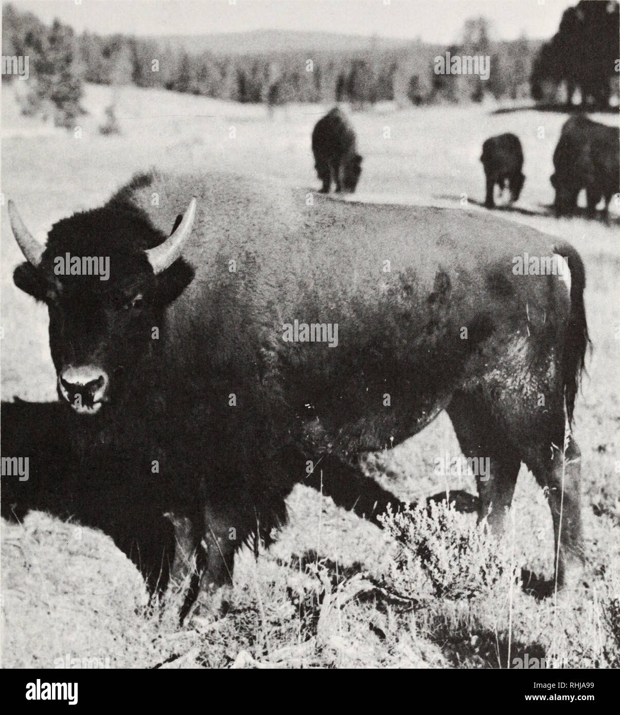 . Les bisons du parc national de Yellowstone. Bison d'Amérique, les ...
