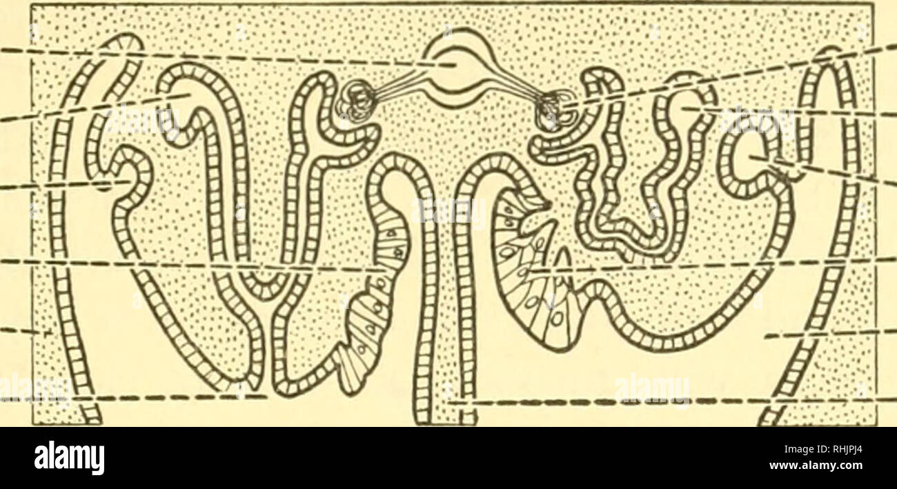 . Biologie des vertébrés : une étude comparative de l'homme et de ses ...