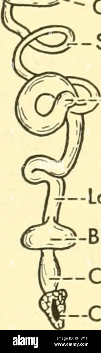 . Biologie des vertébrés : une étude comparative de l'homme et de ses ...
