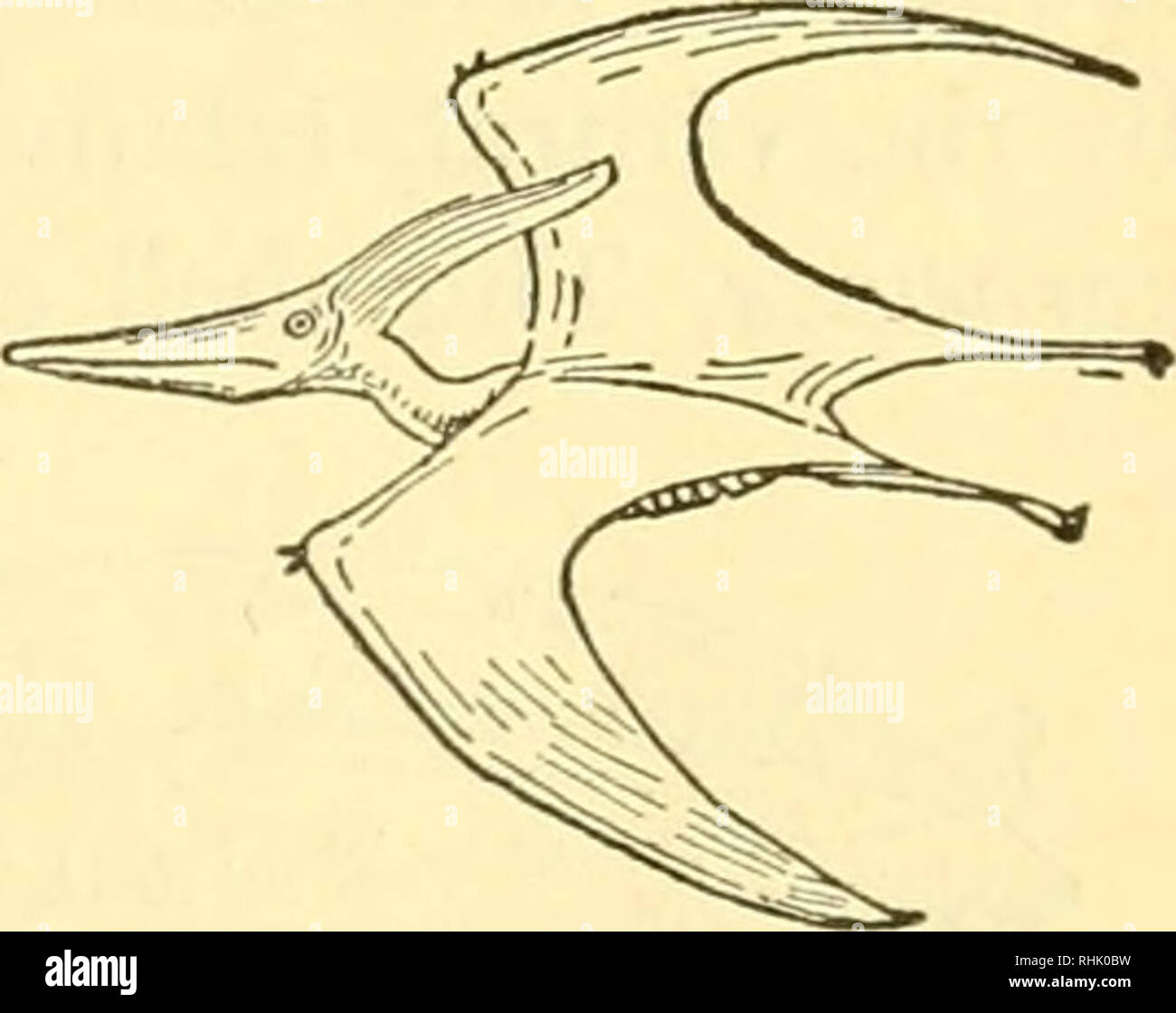 . Biologie des vertébrés : une étude comparative de l'homme et de ses ...