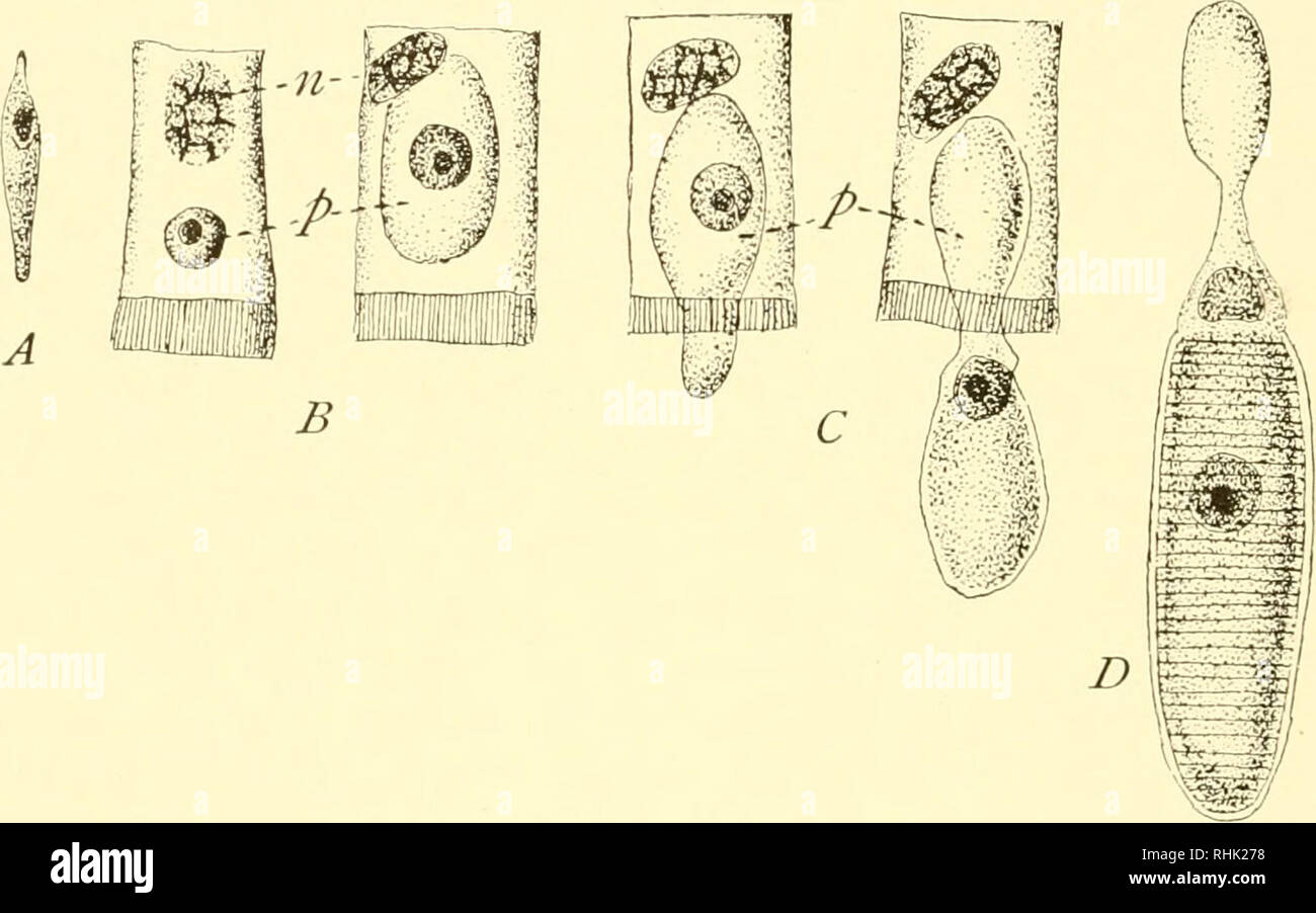 . La biologie de la protozoaires. Les protozoaires ; les protozoaires ...