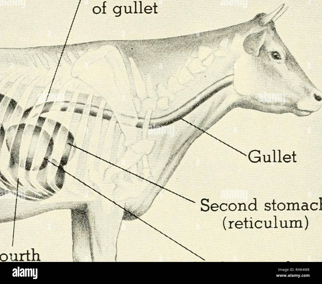 . La biologie et l'homme. Biologie ; les êtres humains. Quatrième de l ...