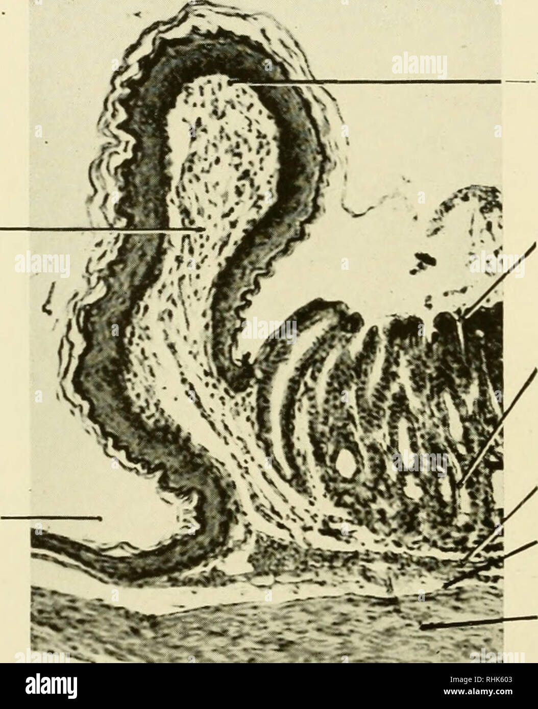 Muscularis mucosae Banque de photographies et d’images à haute ...