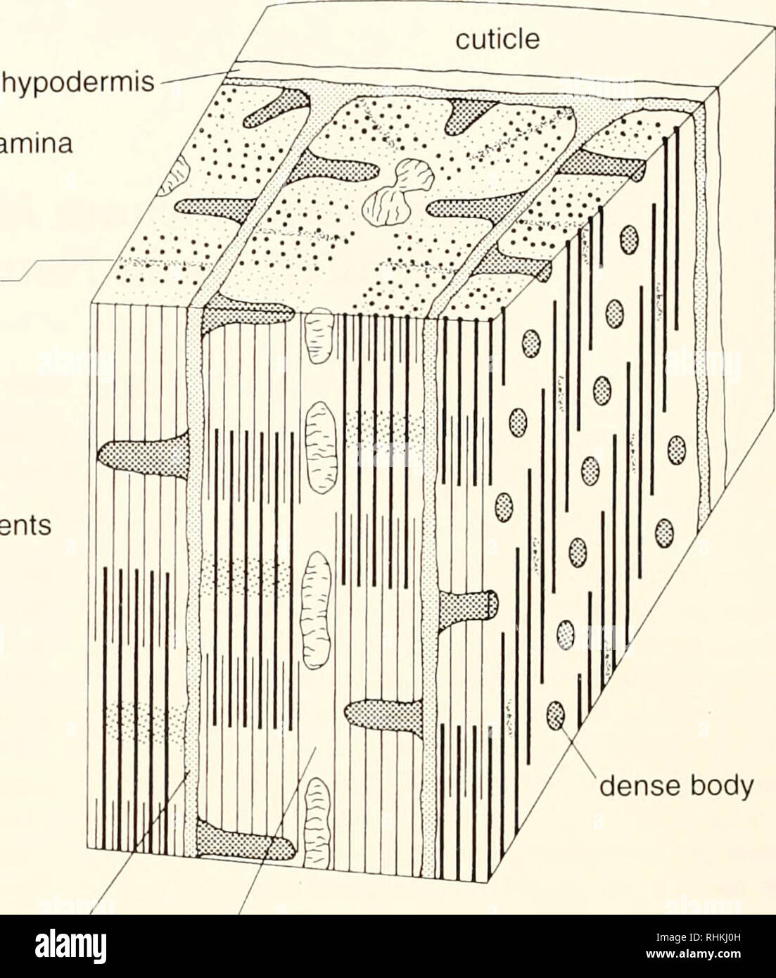 Diagramme De La Lame Basale
