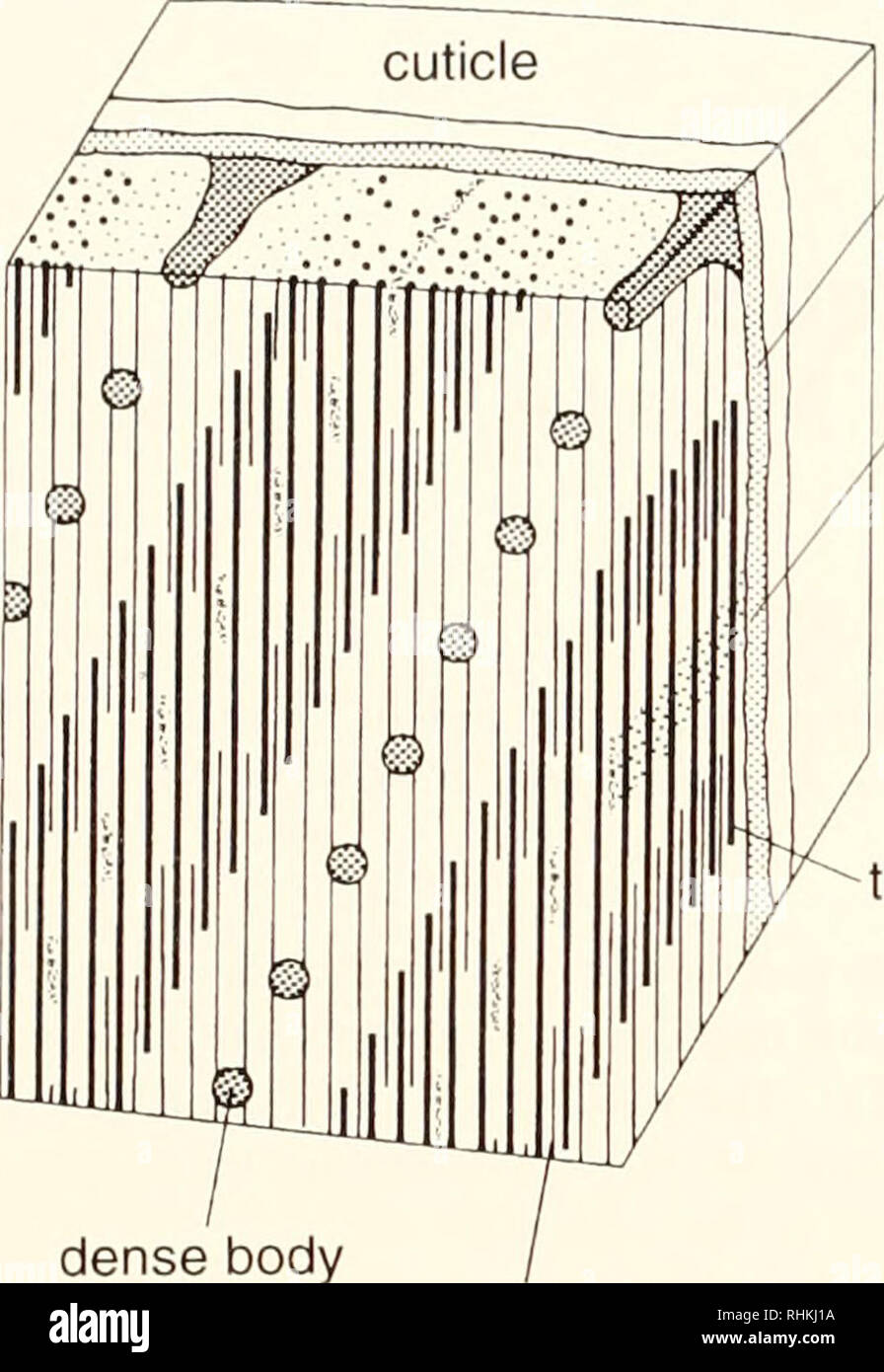 Diagramme De La Lame Basale