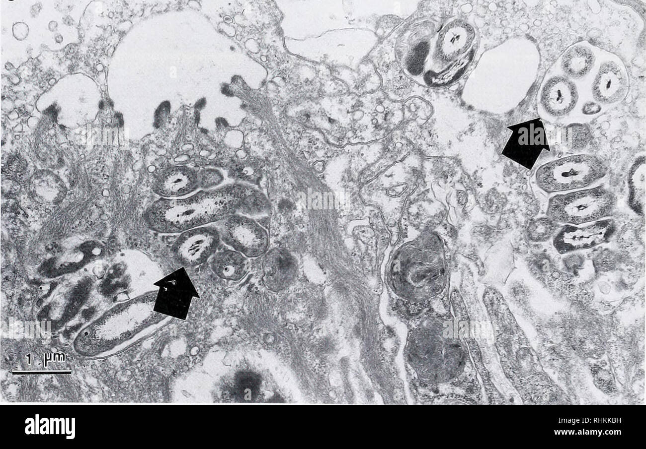 . Le bulletin biologique. Biologie ; zoologie ; biologie ; biologie ...