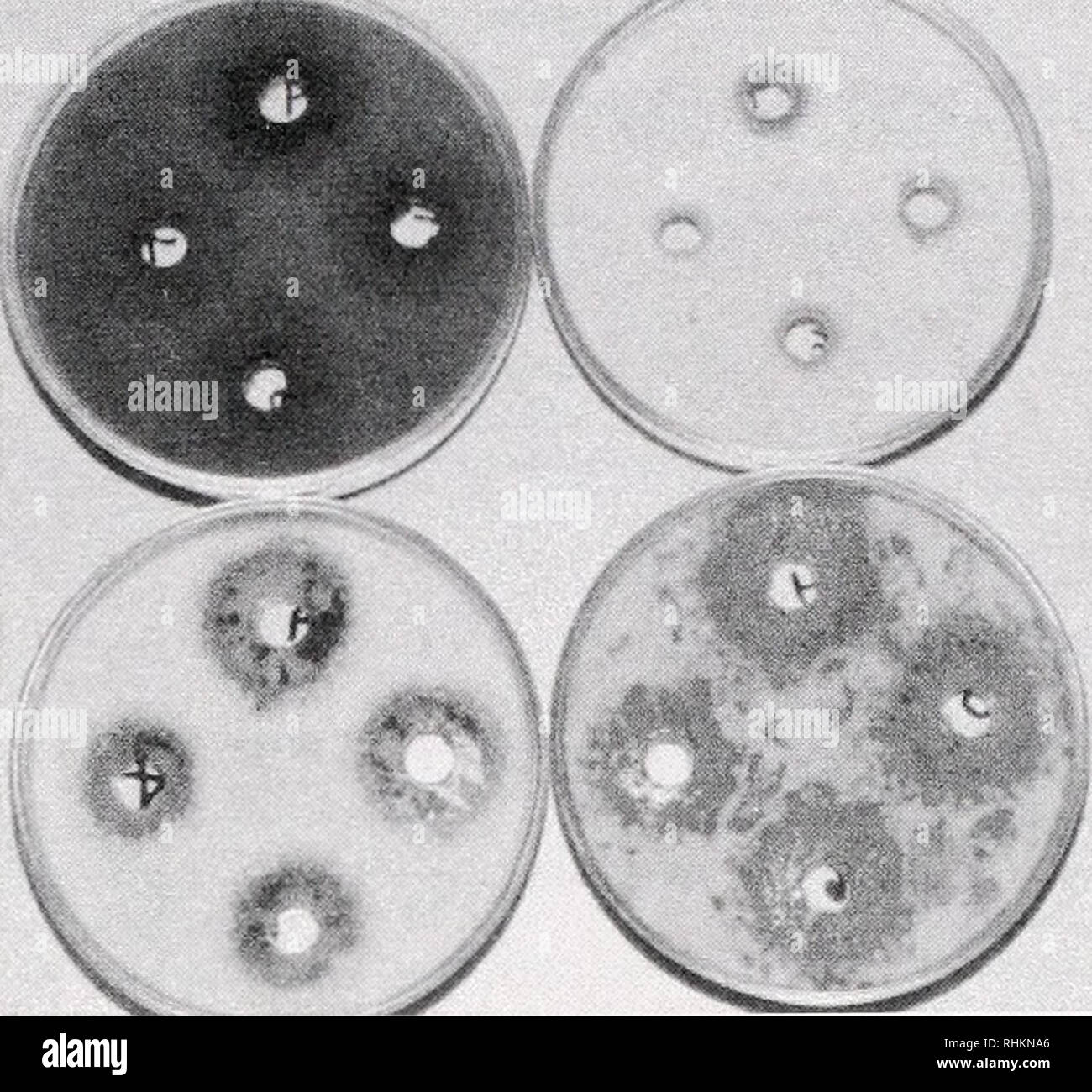 Verticillium sp Banque de photographies et d’images à haute résolution ...