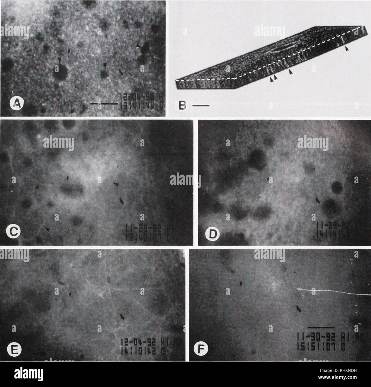 Microscopy fluorescence microtubules Banque de photographies et d ...