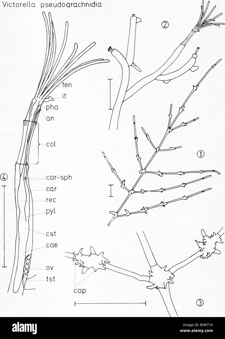 . Le bulletin biologique. Biologie ; zoologie ; biologie ; biologie ...