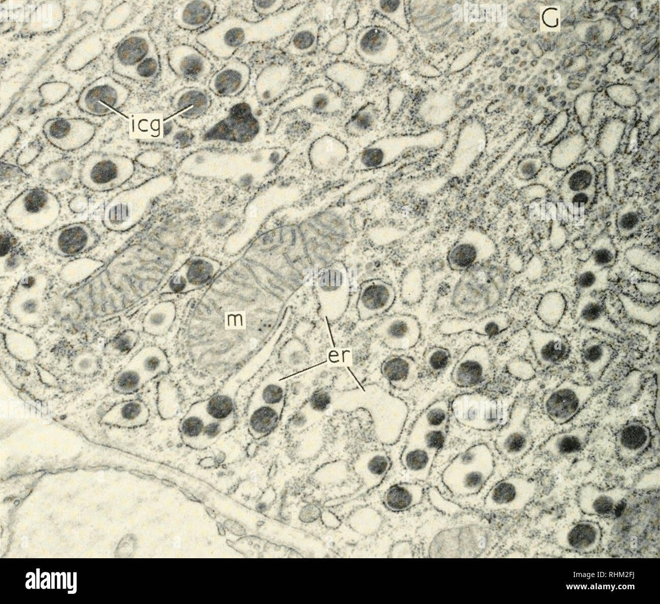 Cellule acineuse Banque de photographies et d’images à haute résolution ...